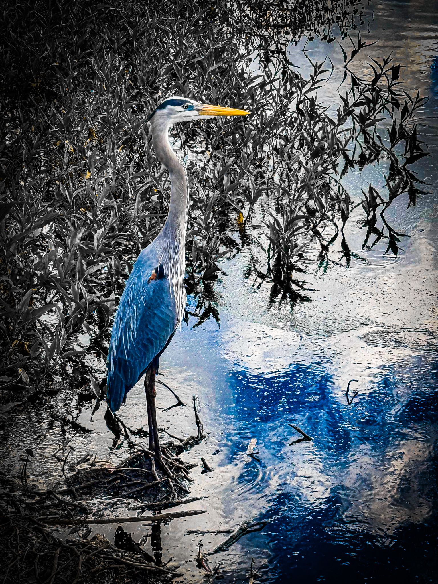 Geni Cablish Photography – Wildlife, Nature, Landscape Photography
